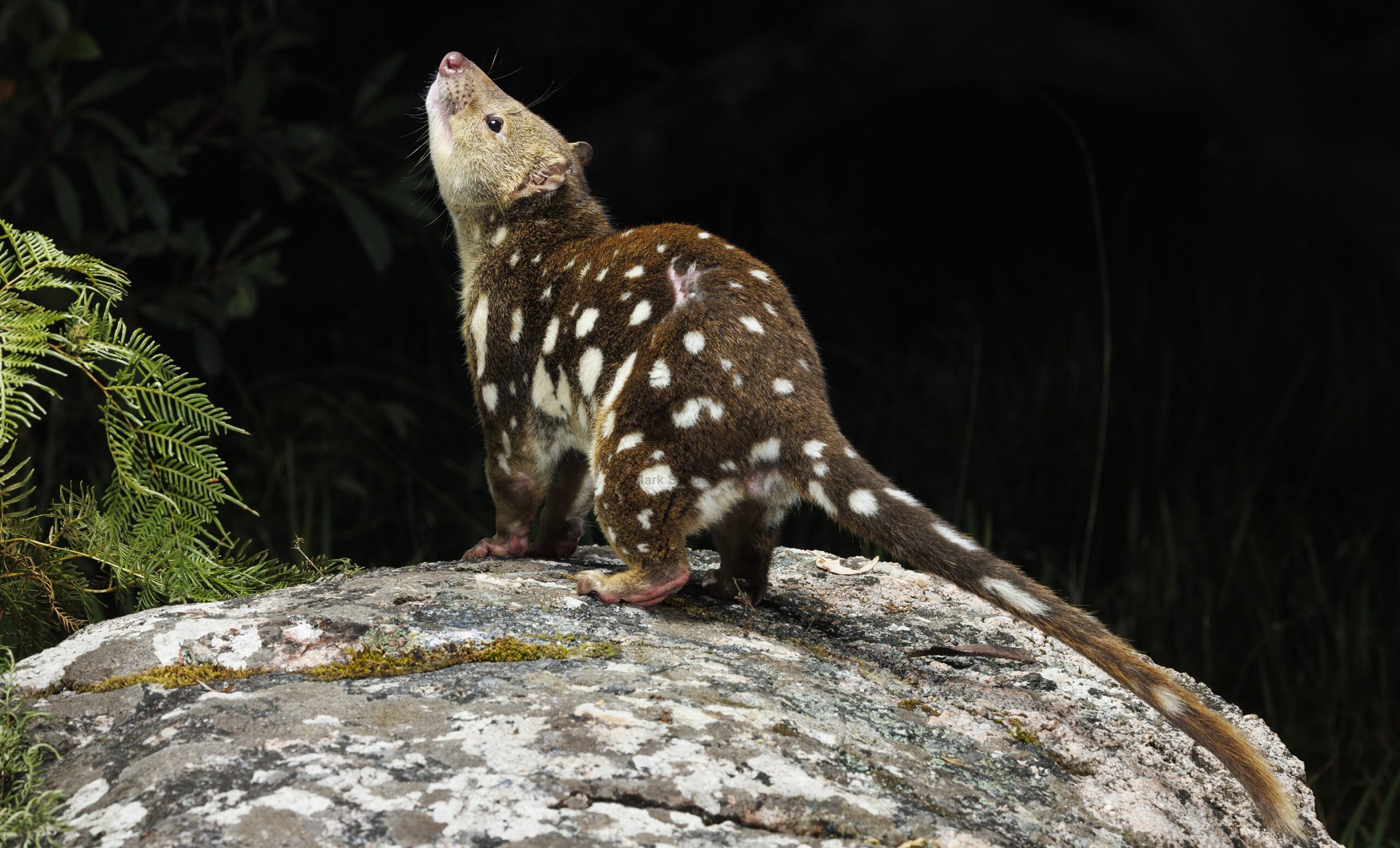 Threatened species - Gippsland Spot-tailed Quoll Recovery Program