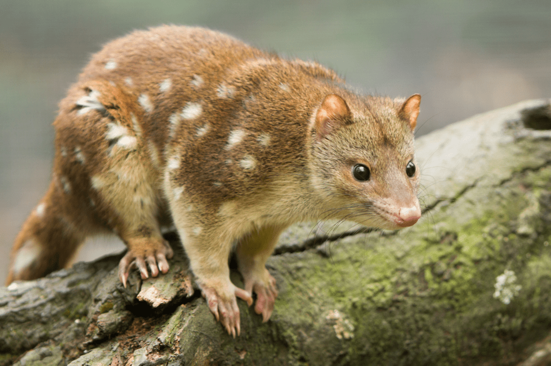 Report a quoll sighting